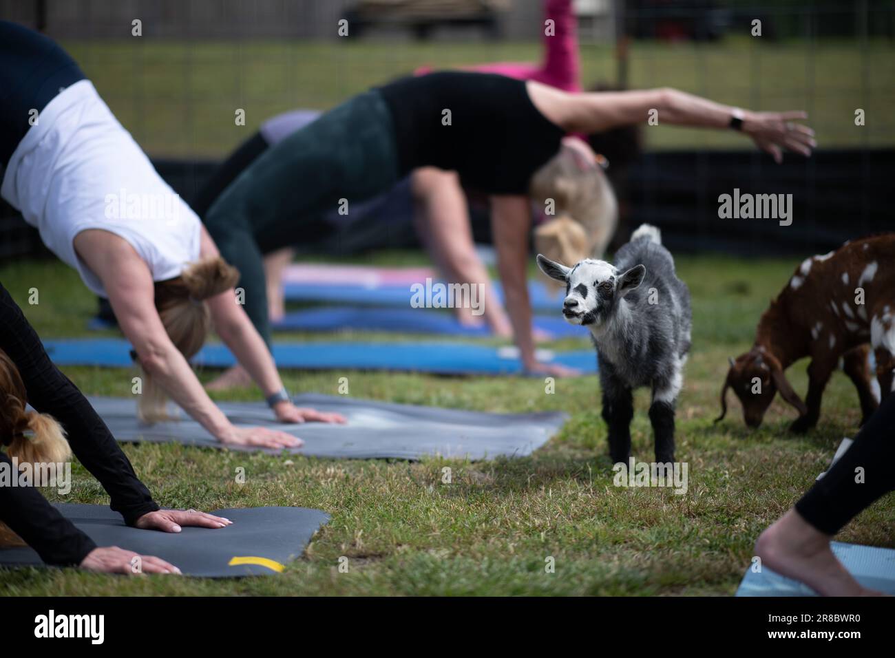 The goats walk among people in an outdoor goat yoga class Stock Photo ...