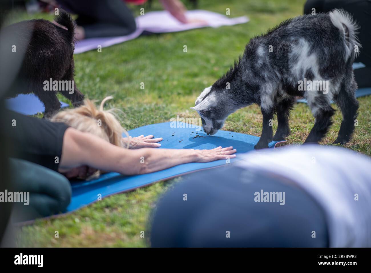 The goats walk among people in an outdoor goat yoga class Stock Photo ...