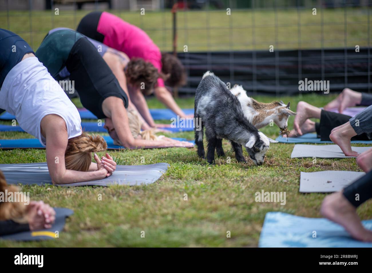 Goats walk hi-res stock photography and images - Alamy