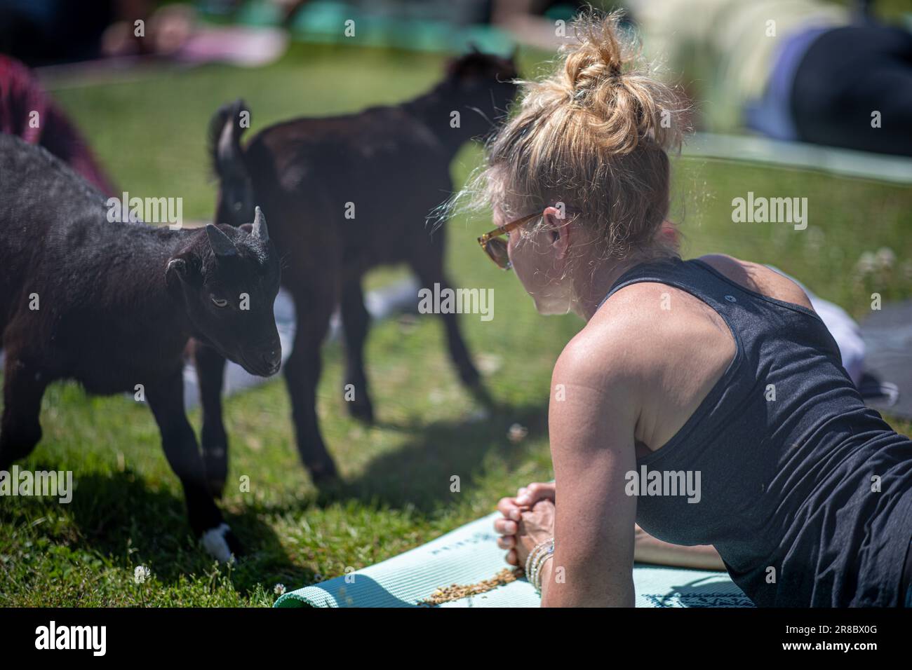The goats walk among people in an outdoor goat yoga class Stock Photo ...