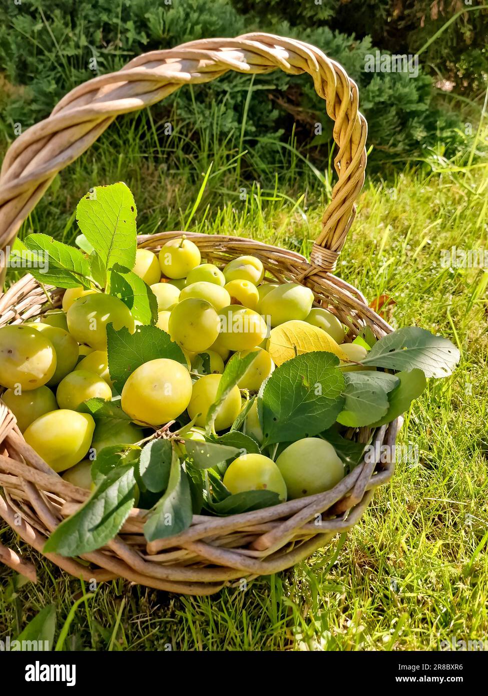Yellow plums on a green grass background. Fresh BIO fruits. Yellow ...