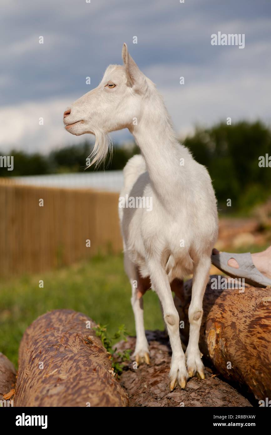 a beautiful white goat stands on pine logs and looks into the distance Stock Photo - Alamy