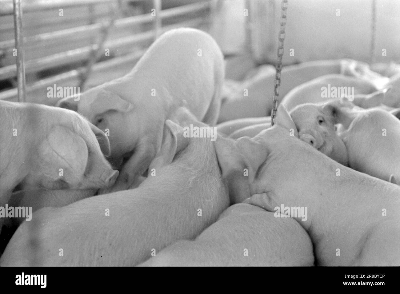 Current 9-7-1960 : With the pig in the backThe sales phantom Gunnar ...