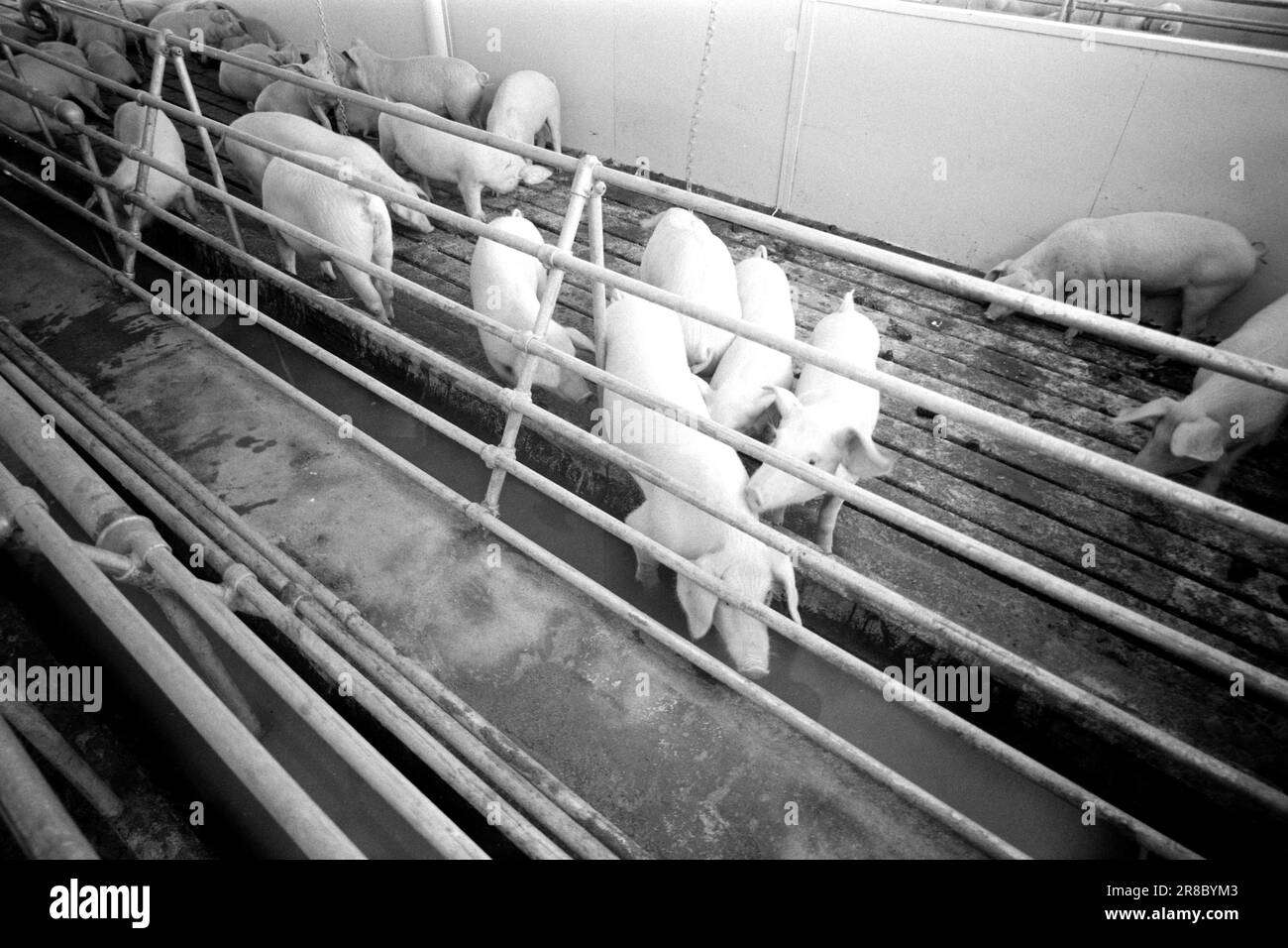 Current 9-7-1960 : With the pig in the backThe sales phantom Gunnar ...