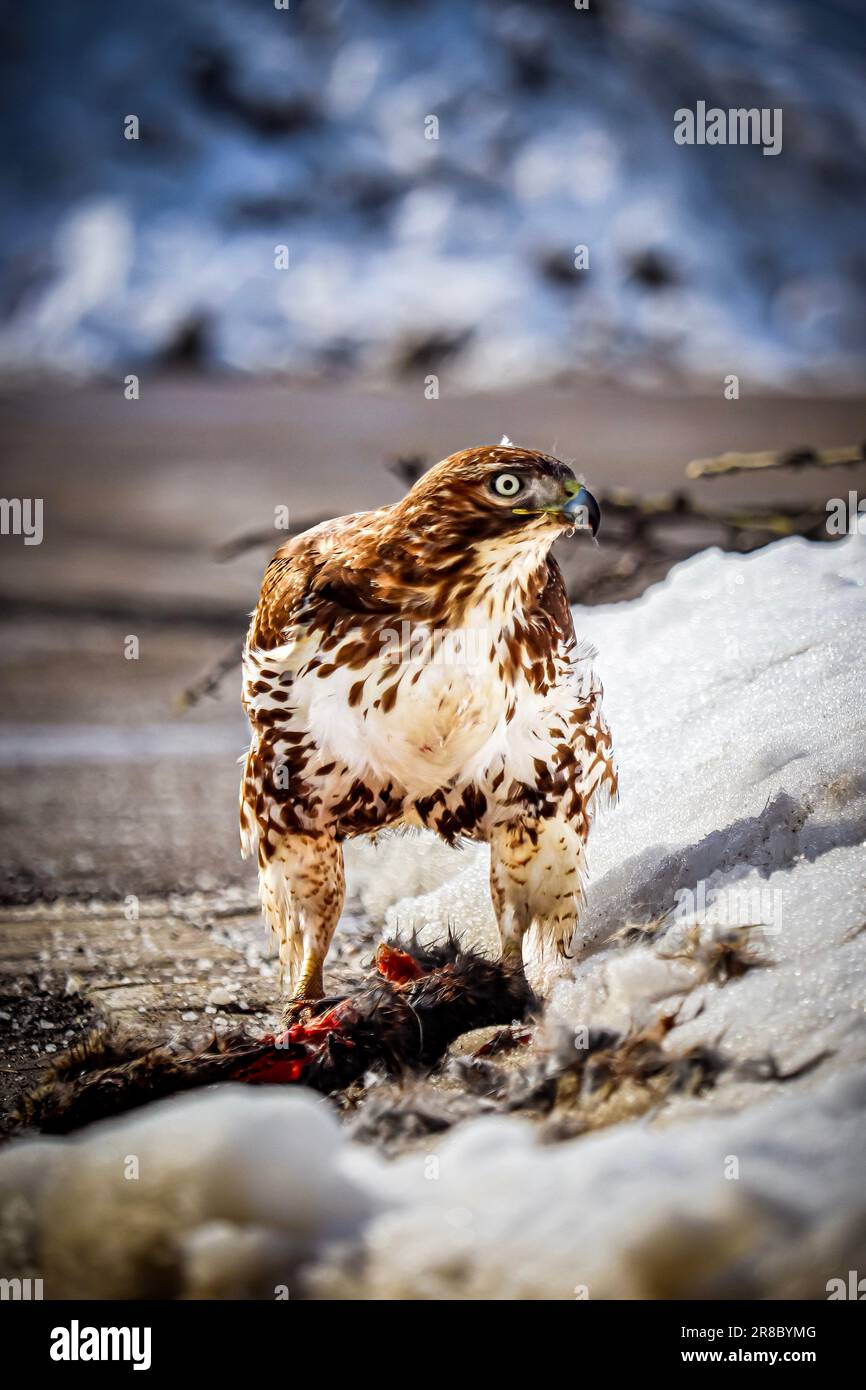 Hooked sharp beak hi-res stock photography and images - Alamy