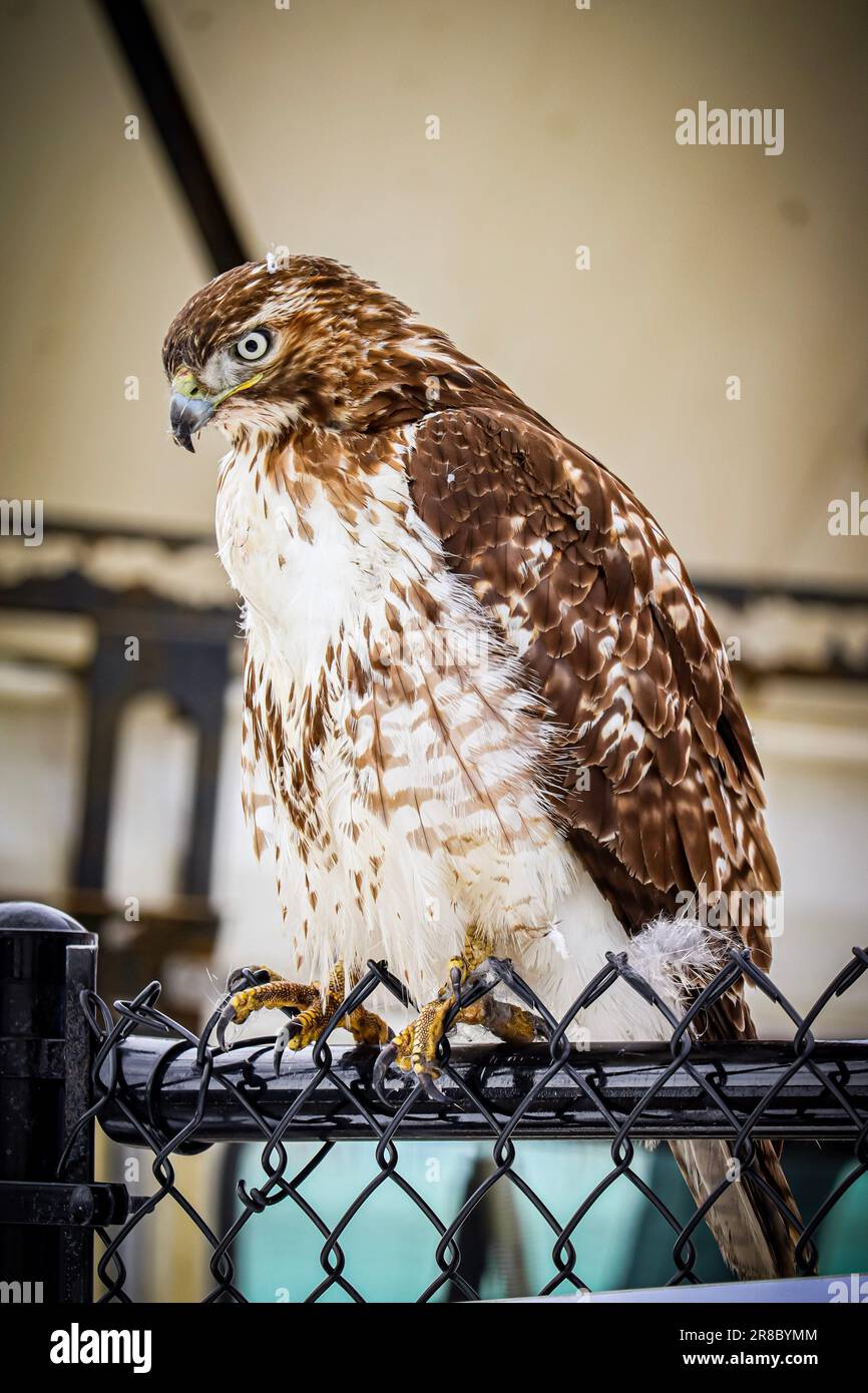 A majestic hawk perched atop a wire mesh fence, its wings spread wide ...