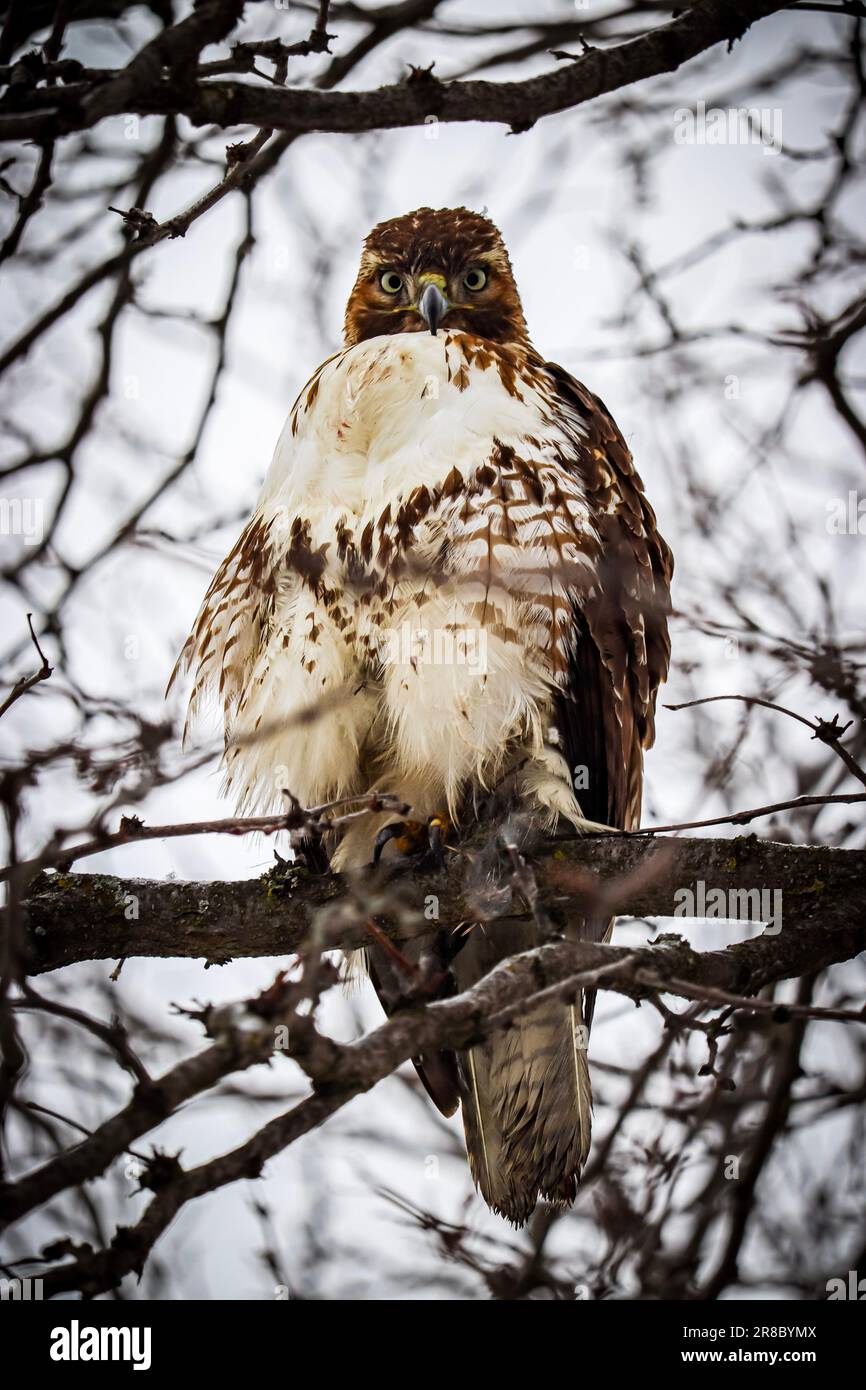 Hawk swooping hi-res stock photography and images - Alamy
