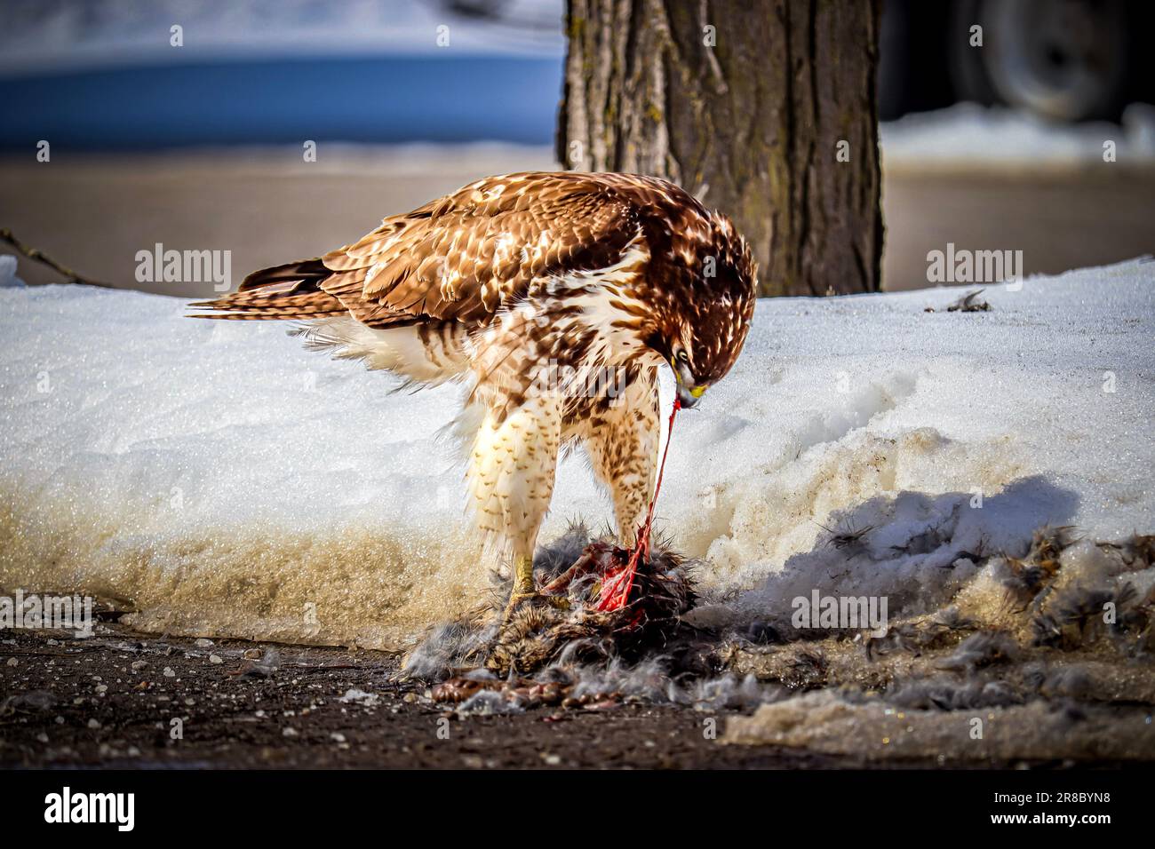 Hooked sharp beak hi-res stock photography and images - Alamy