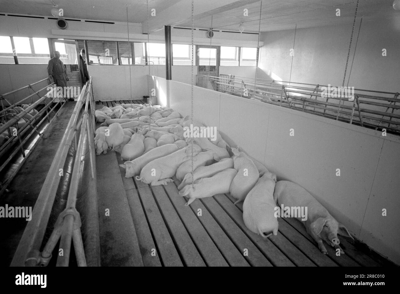 Current 9-7-1960 : With the pig in the backThe sales phantom Gunnar ...