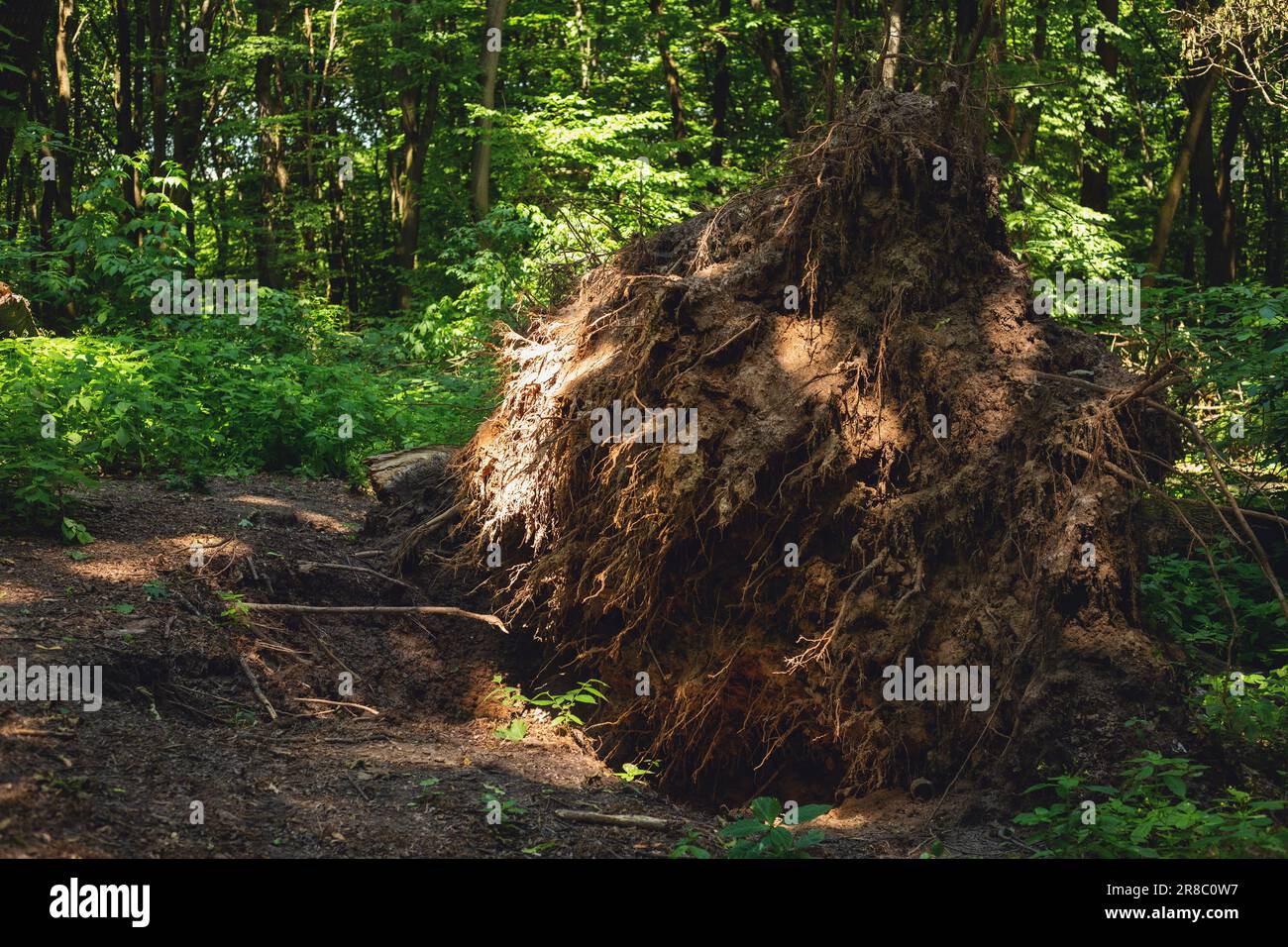 uprooted large tree root in the forest Stock Photo - Alamy