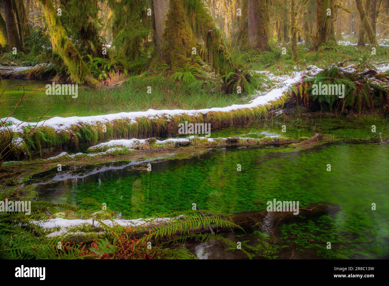 Maple Glade Rain Forest Trail during a rare snow event on the Olympic ...