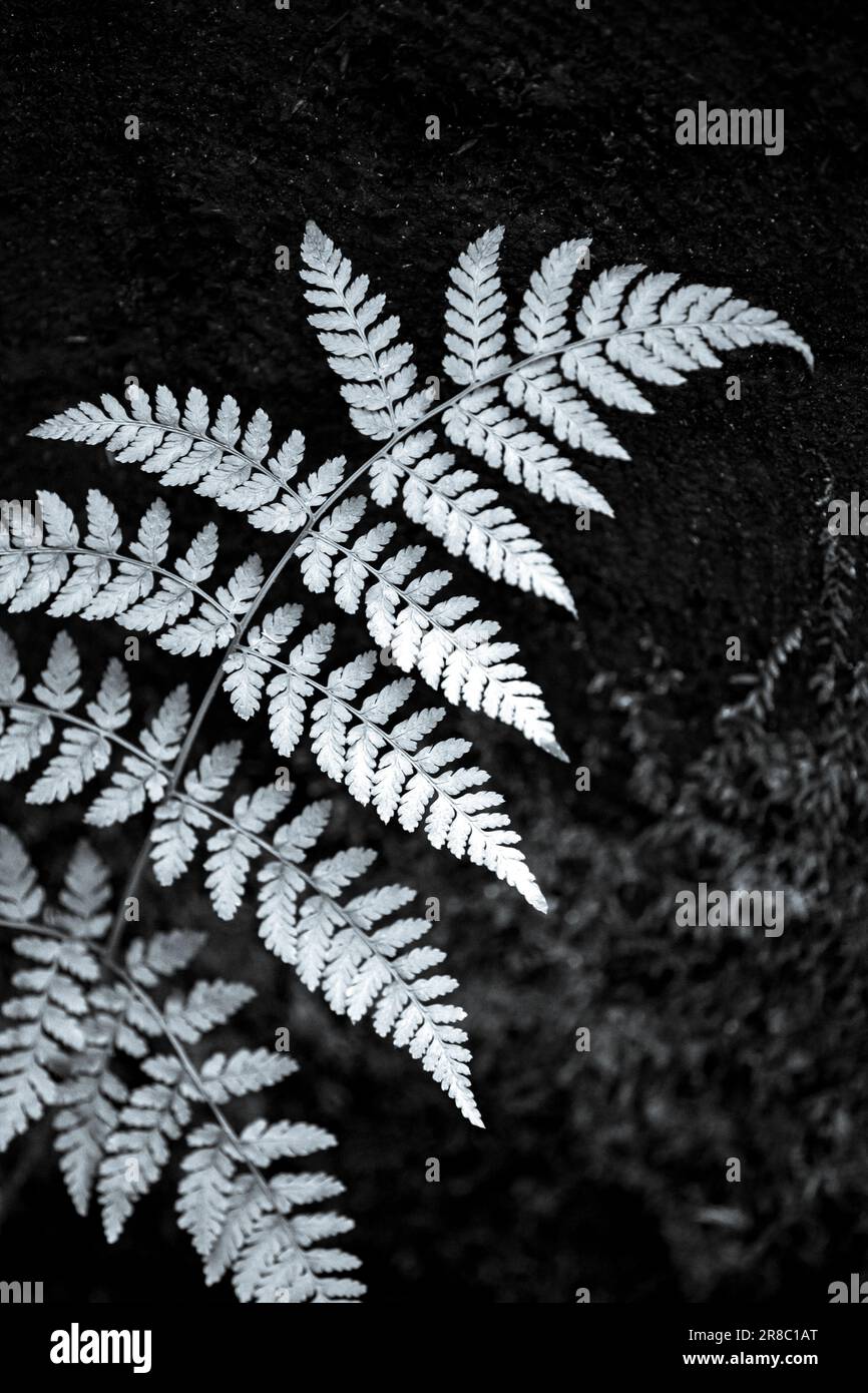 Fern curve black hi-res stock photography and images - Alamy