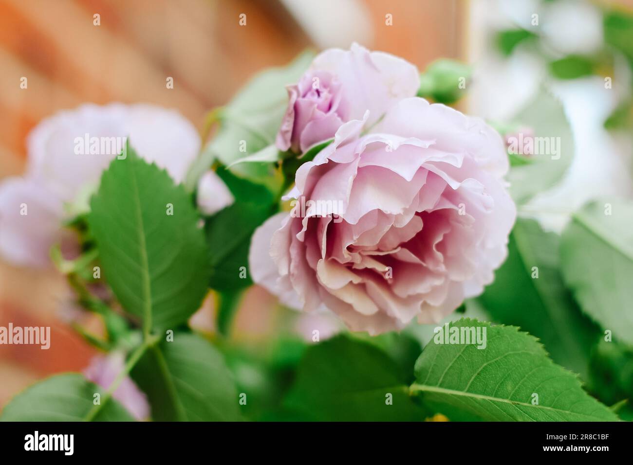 The beautiful purple roses in a garden Stock Photo - Alamy