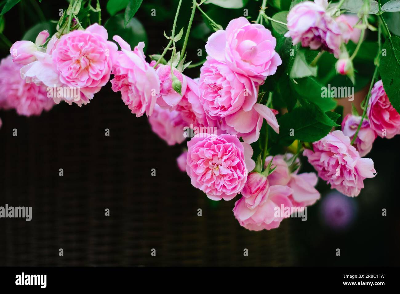 The beautiful pink roses in a garden Stock Photo - Alamy