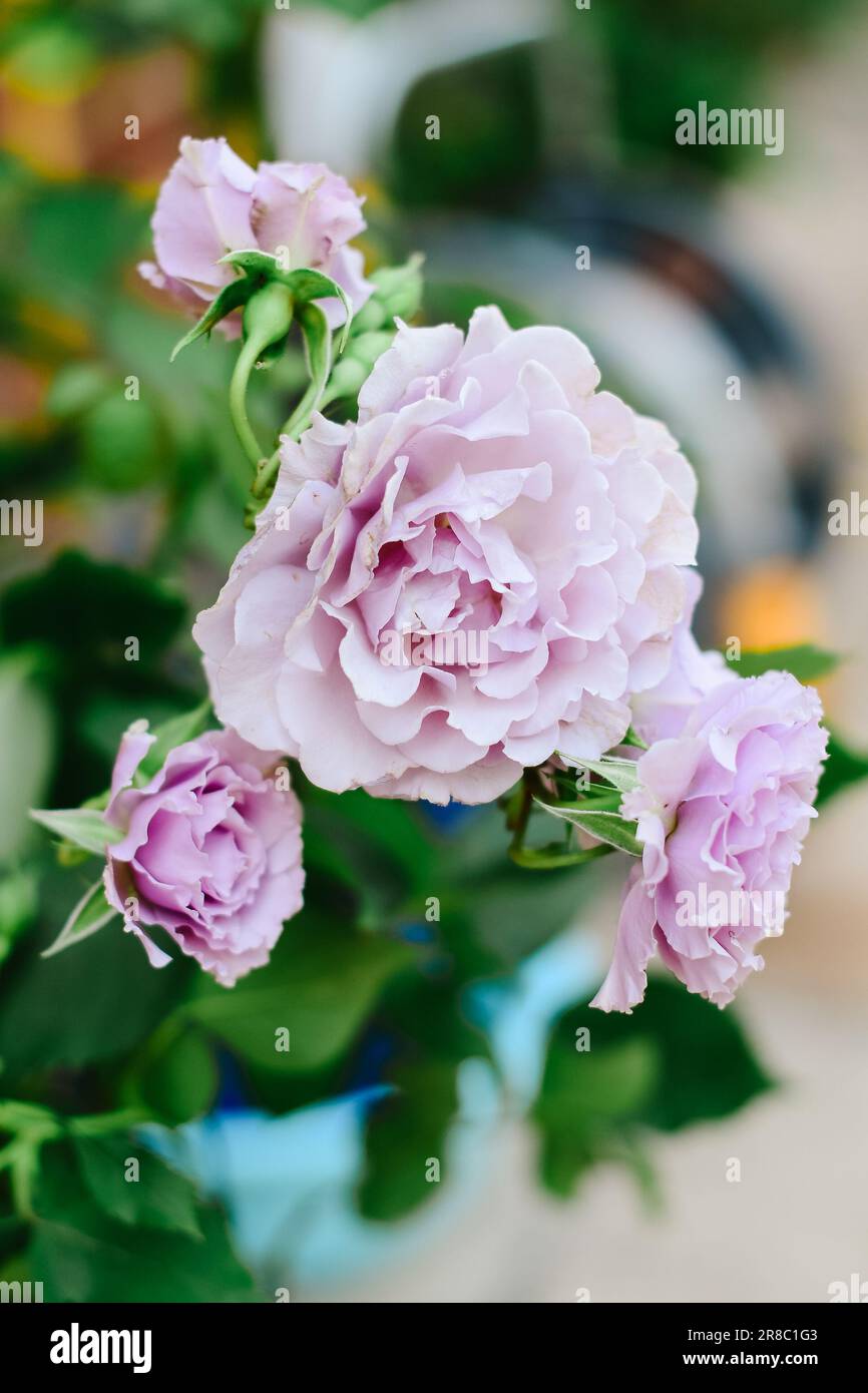 The beautiful purple roses in a garden Stock Photo - Alamy