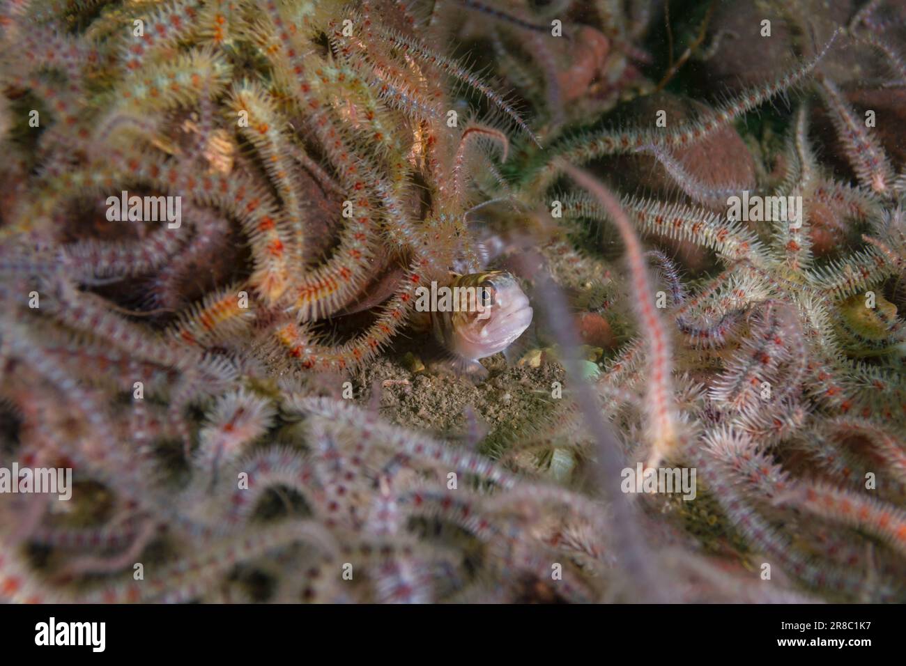 The rarely seen Juvenile Atlantic Wolffish Stock Photo - Alamy
