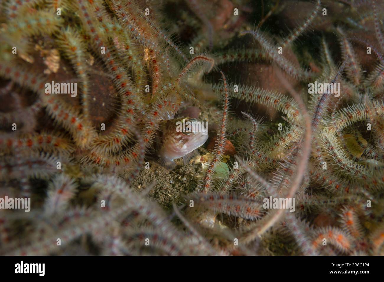 Juvenile catfish hi-res stock photography and images - Alamy
