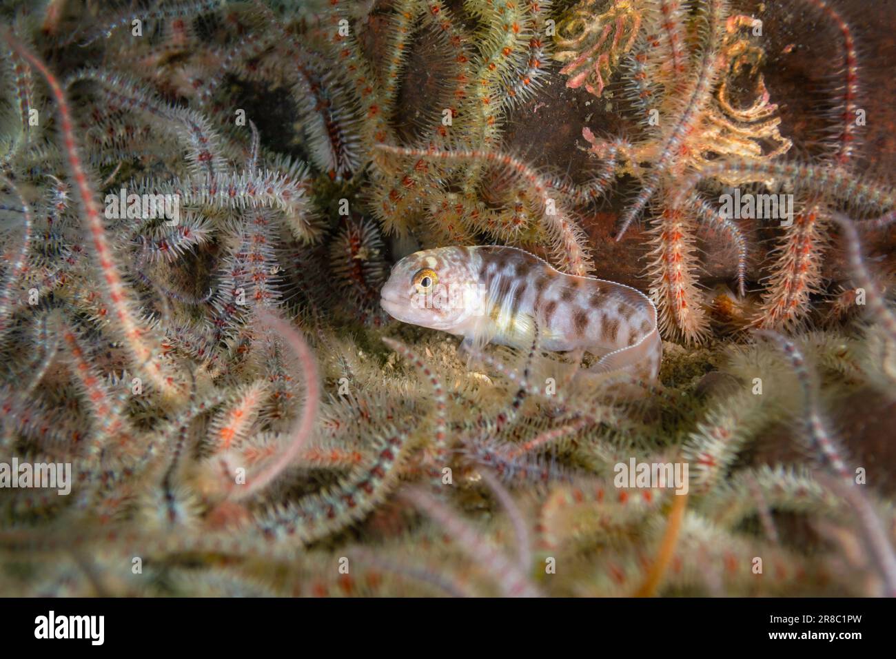 North sea fish uk underwater hi-res stock photography and images - Alamy