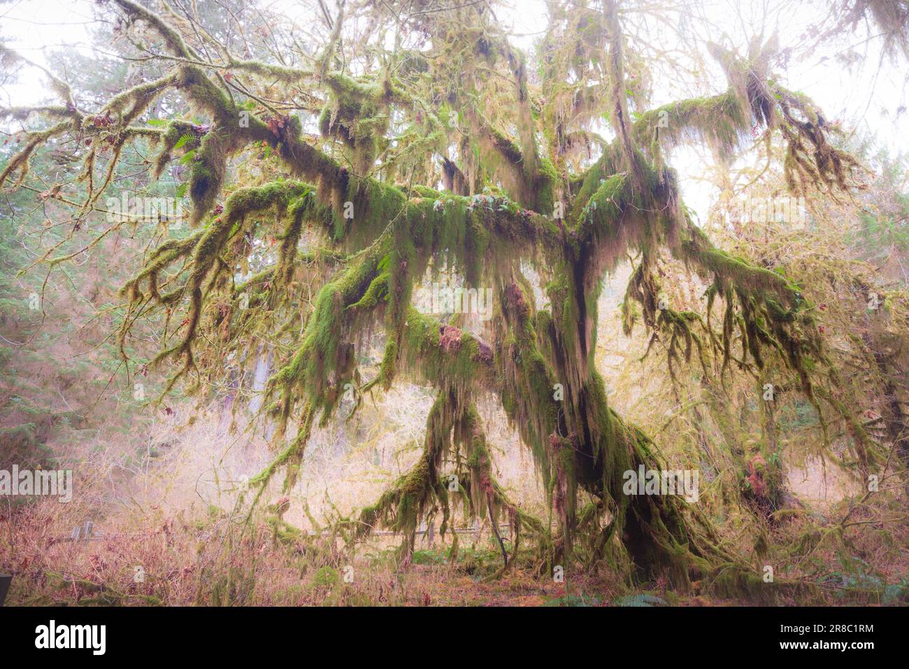 Big leaf maple tree covered in moss at the Hall of Mosses in the Hoh ...