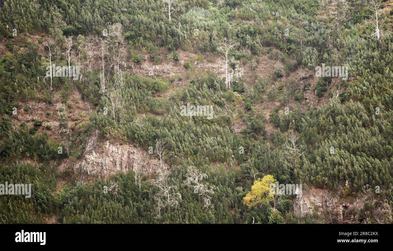 trees and vegetation growing on the side of a mountain Stock Photo - Alamy