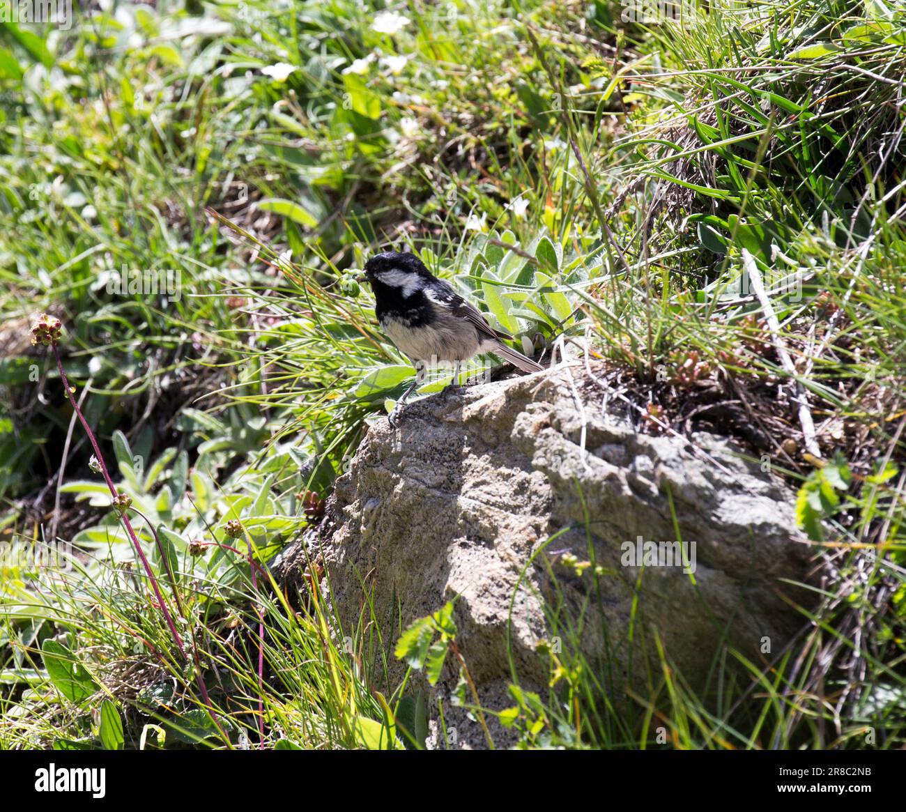 View of coal tit bird eating a worm in Italy Stock Photo - Alamy