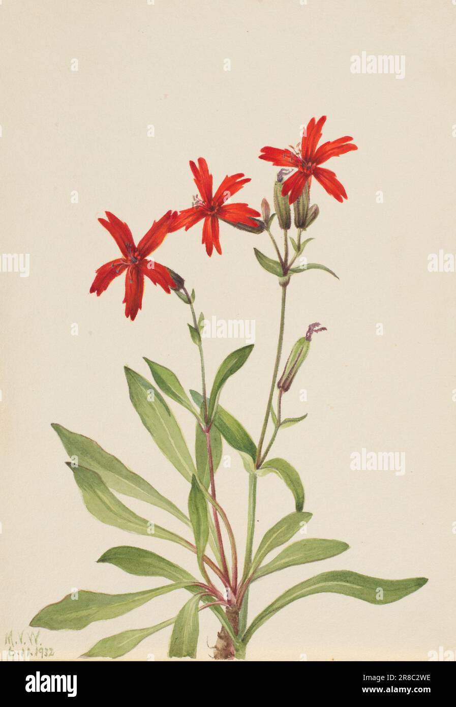 Fire Pink (Silene virginica) 1932 by Mary Vaux Walcott, born ...