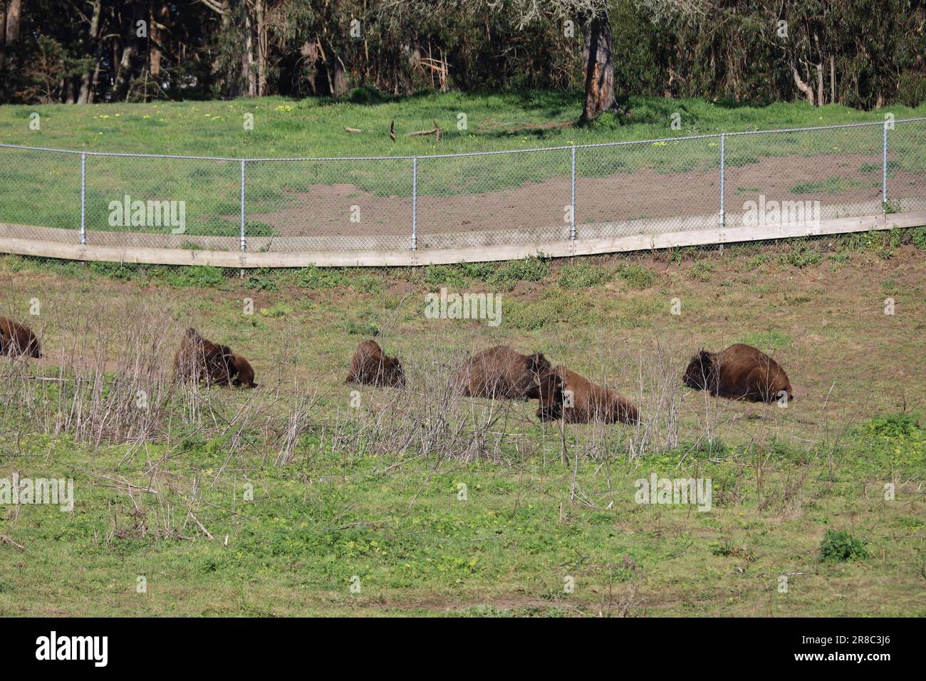 Golden gate park san francisco bison hi-res stock photography and ...