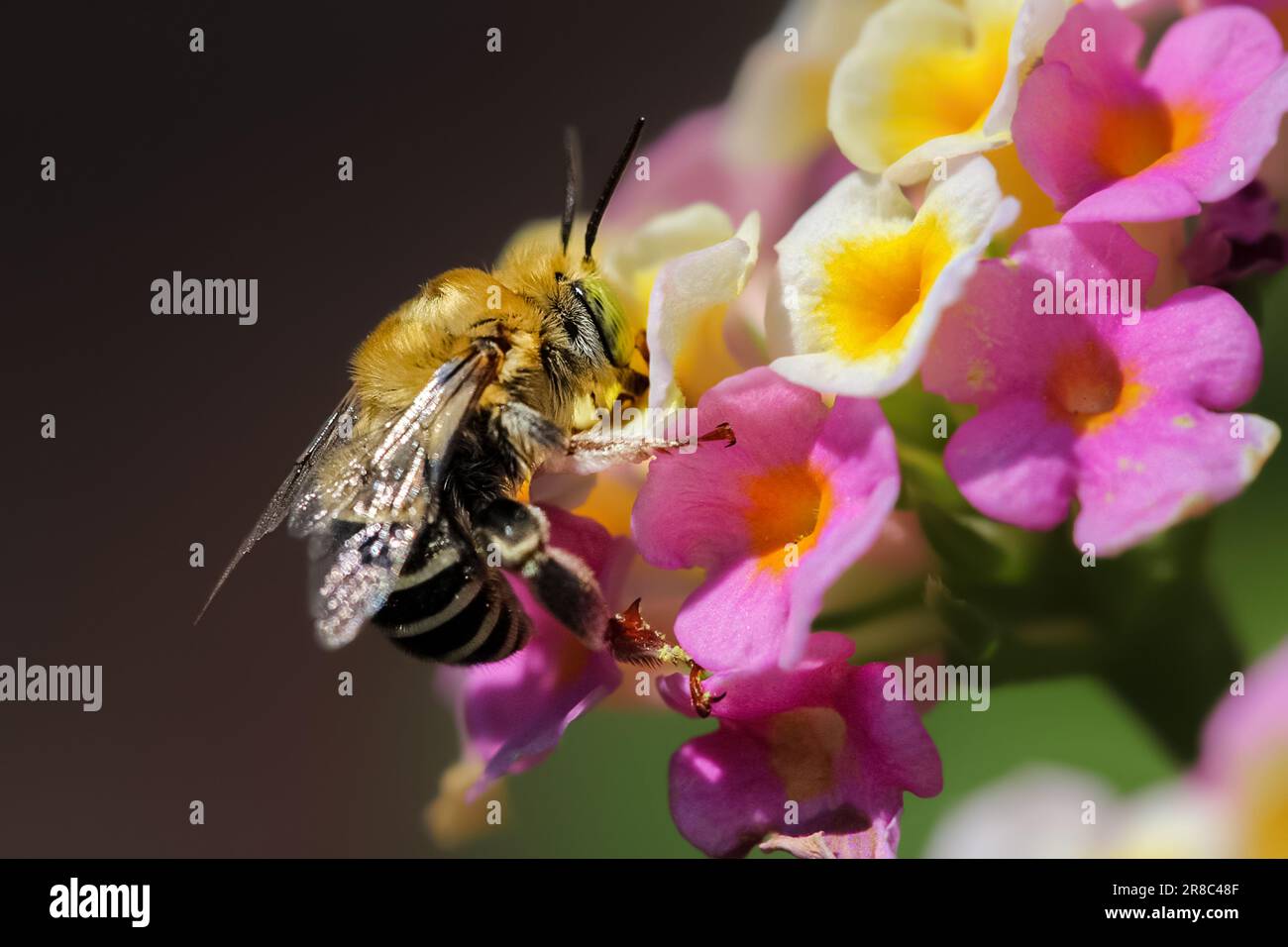Bee hovering wings fluttering hi-res stock photography and images - Alamy