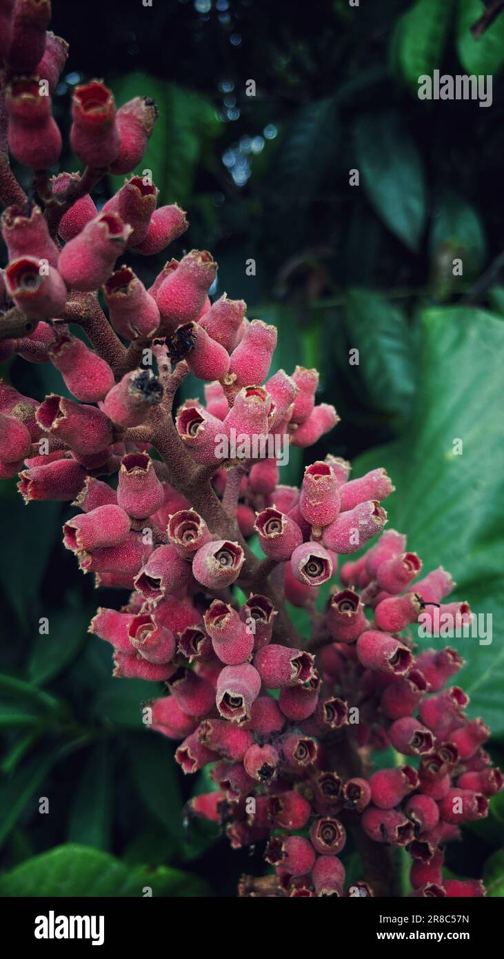 A vivid display of reddish flowers blooming in the lush Peruvian Amazon ...