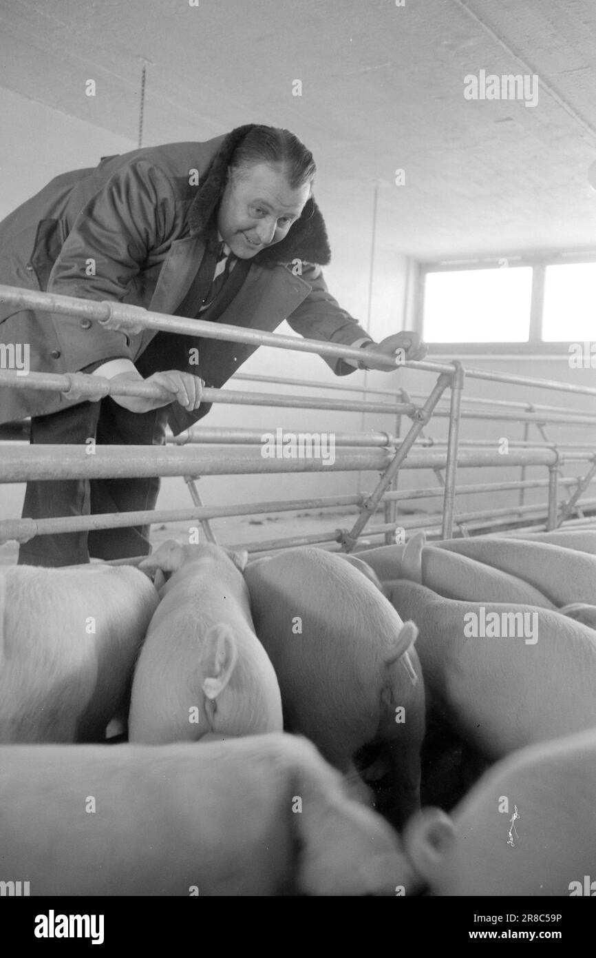 Current 9-7-1960 : With the pig in the backThe sales phantom Gunnar ...