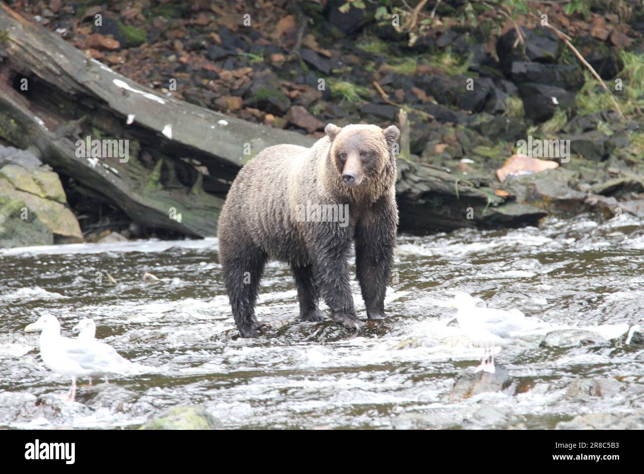 Bear viewing in Pavlov lake and pack creek, alaska Stock Photo - Alamy