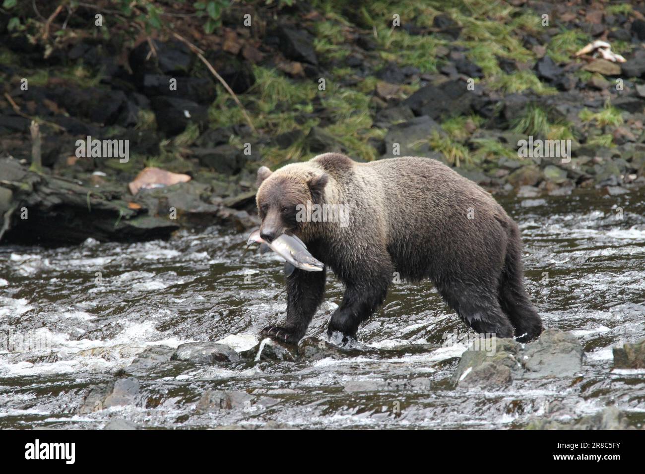 Bear viewing in Pavlov lake and pack creek, alaska Stock Photo - Alamy
