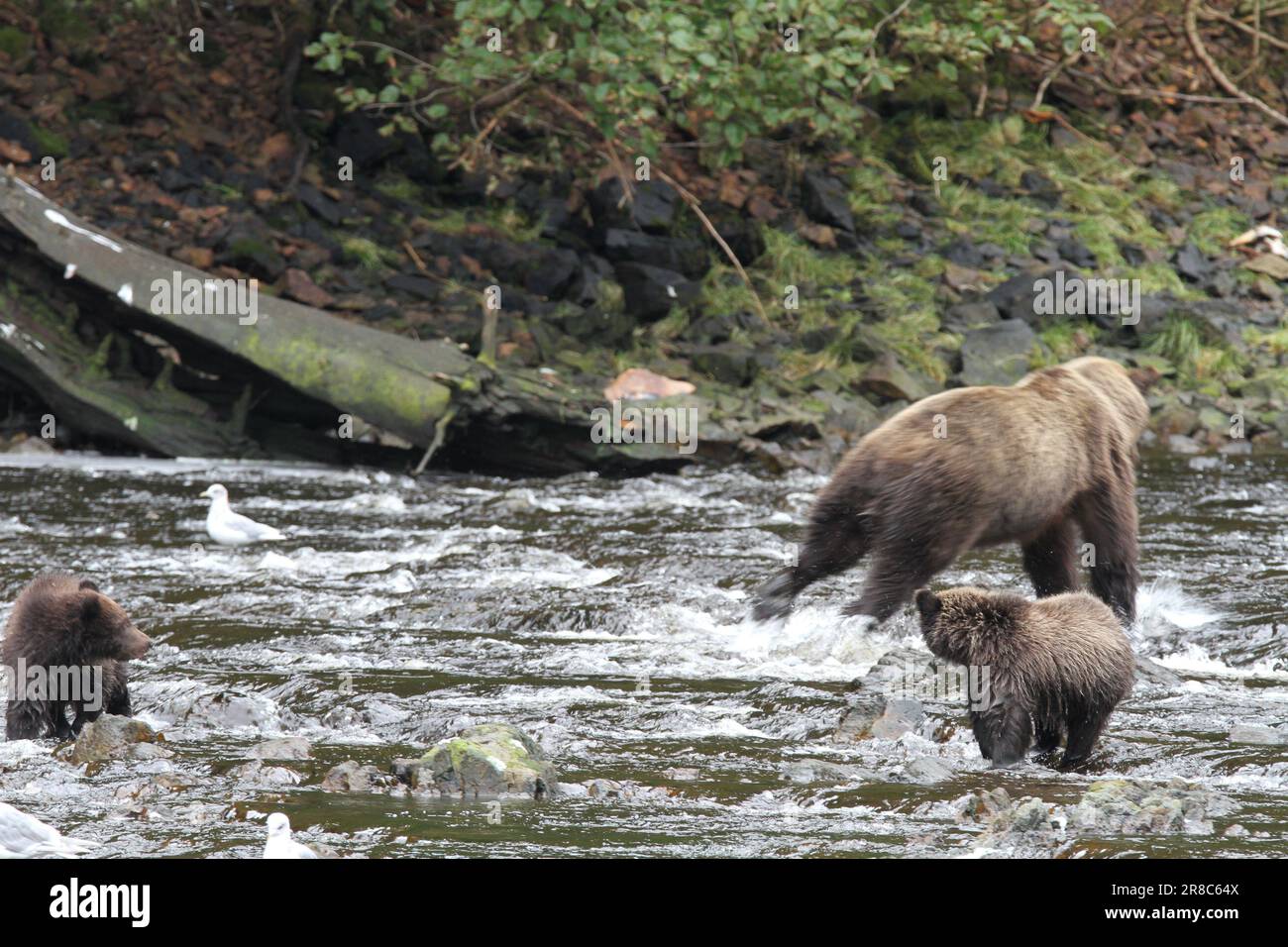 Bear viewing in Pavlov lake and pack creek, alaska Stock Photo - Alamy