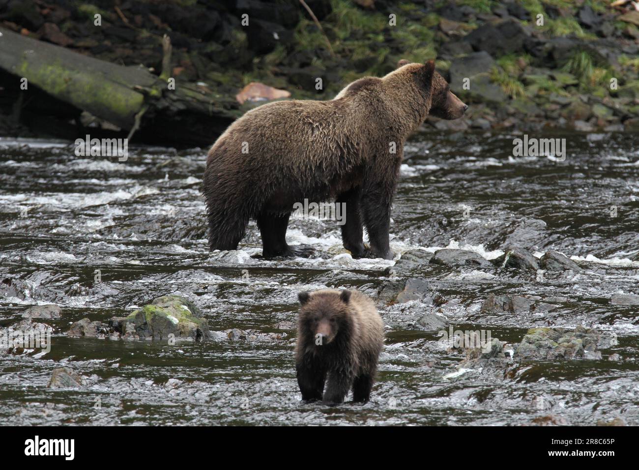 Bear viewing in Pavlov lake and pack creek, alaska Stock Photo - Alamy
