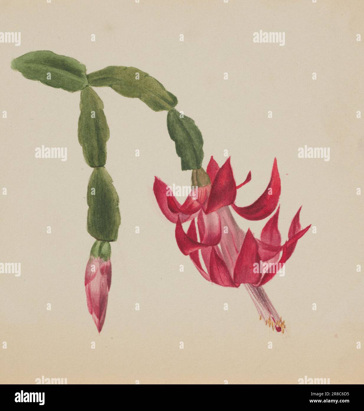 (Untitled--Flower Study) 1878 by Mary Vaux Walcott, born Philadelphia ...