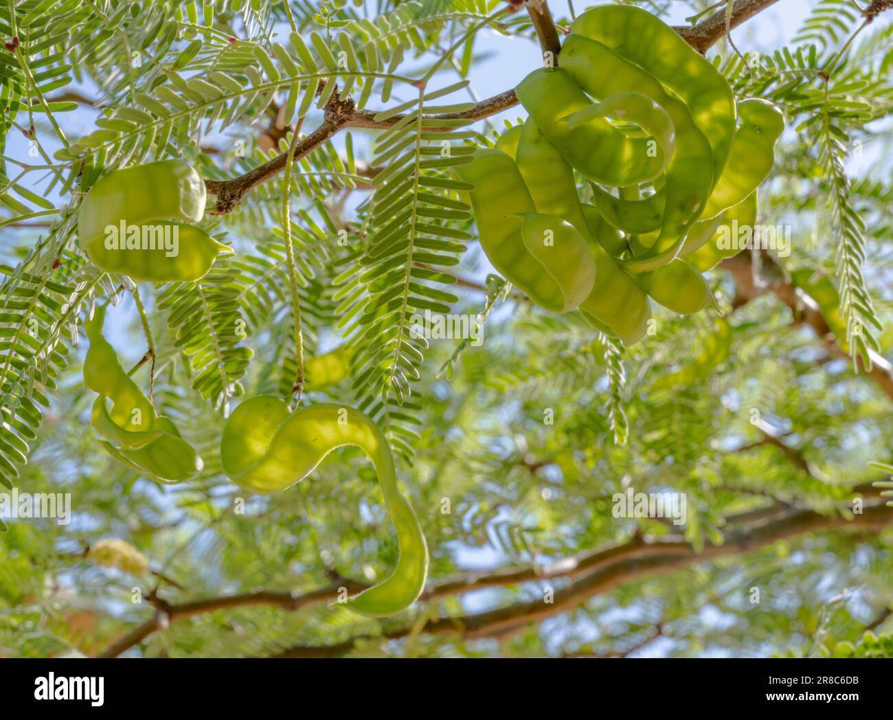 Immature mesquite seed pods hi-res stock photography and images - Alamy