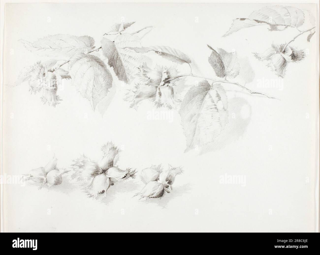 Corylus americana hi-res stock photography and images - Alamy