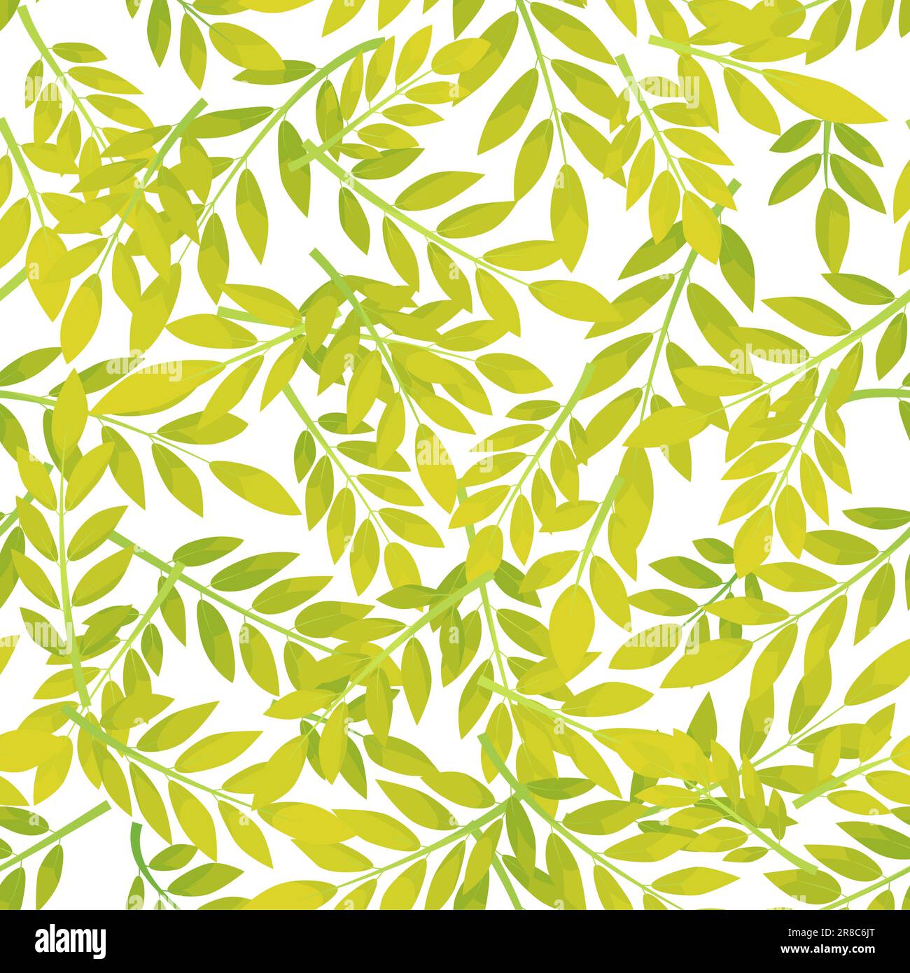 Acacia tree on white background Stock Vector Images - Alamy