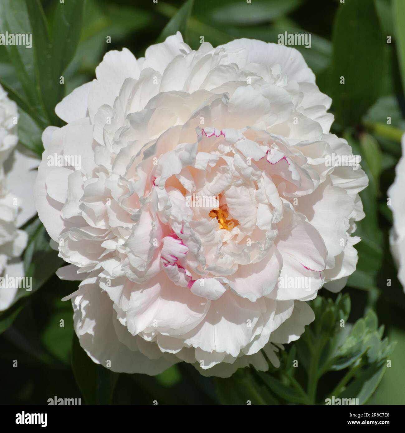 Paeonia officinalis - decorative white peony flower, medicinal plant ...