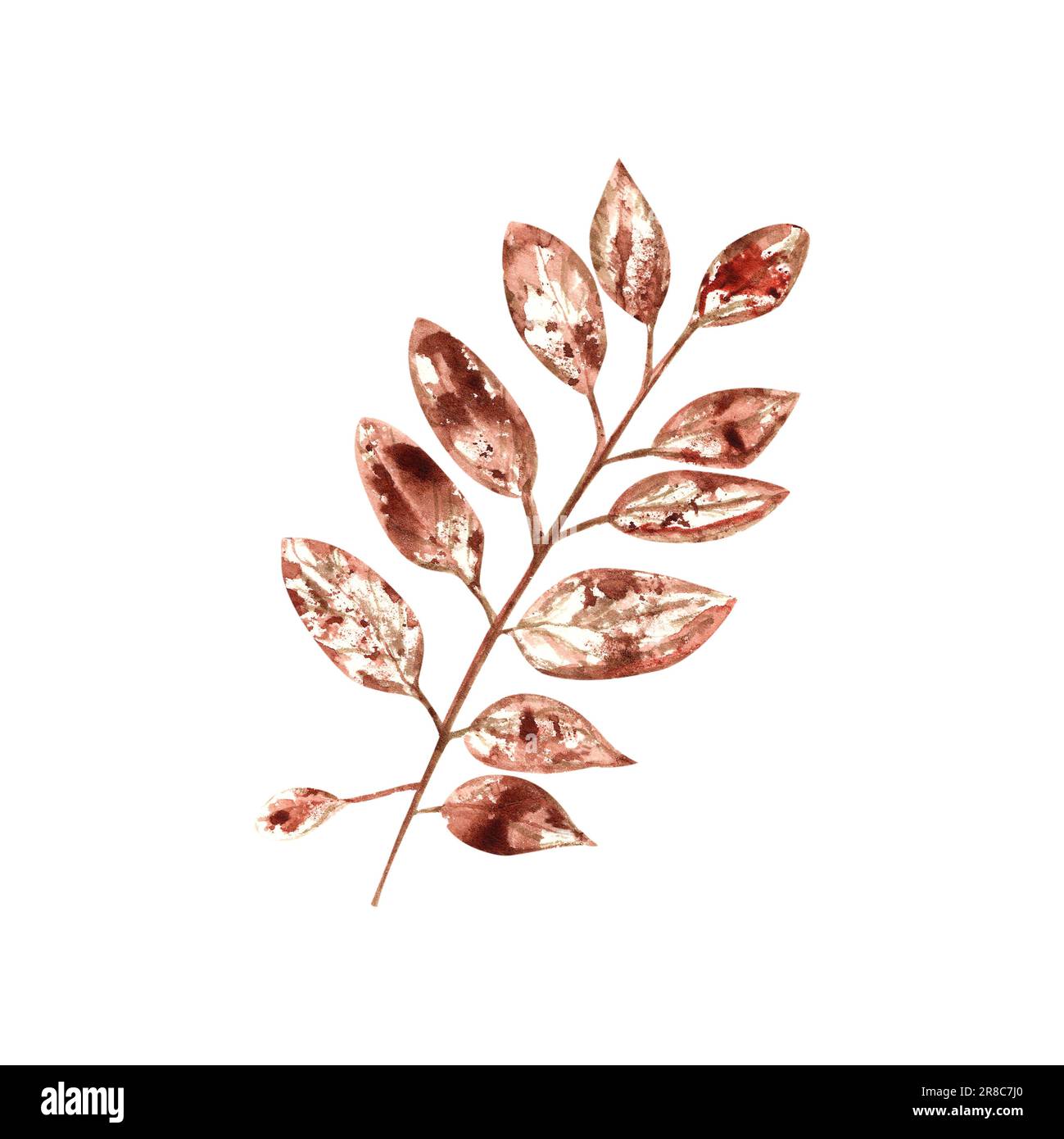 Indian ash tree branch Cut Out Stock Images & Pictures - Alamy