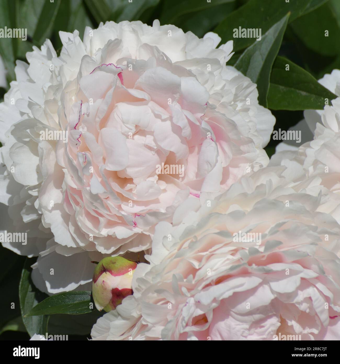 Paeonia officinalis - decorative white peony flower, medicinal plant ...