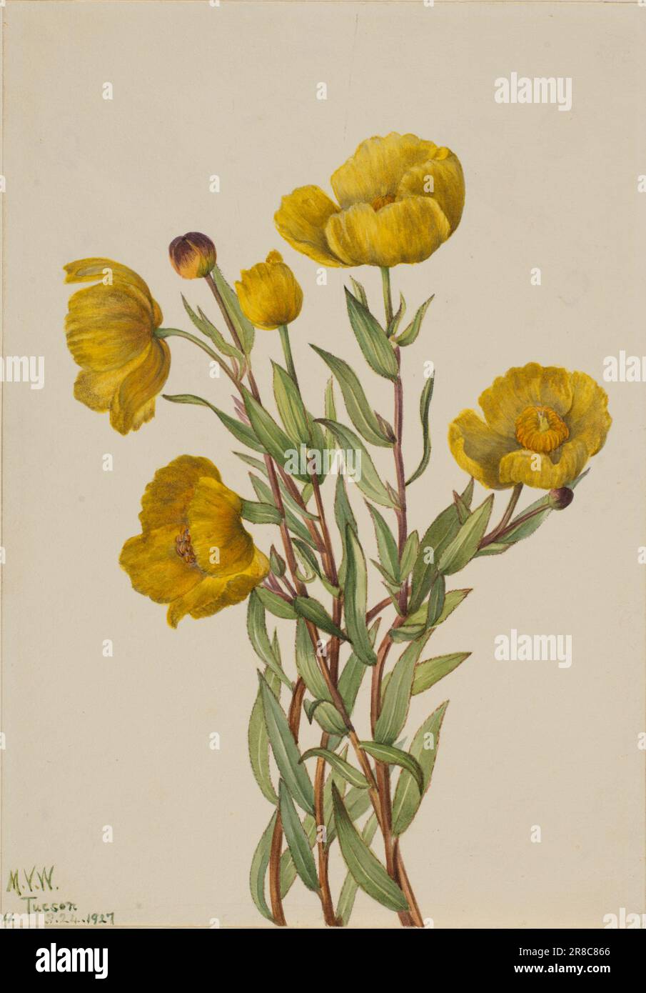 Bushpoppy (Dendromecon rigidum) 1927 by Mary Vaux Walcott, born ...