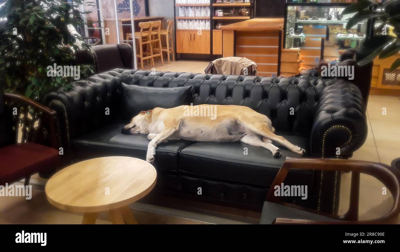 Sleeping On Leather Sofa at Bernice Astle blog