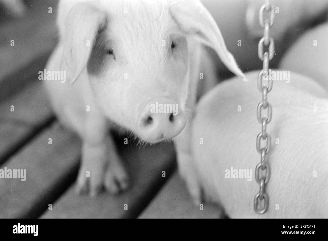 Current 9-7-1960 : With the pig in the backThe sales phantom Gunnar ...