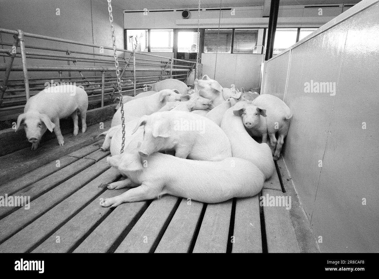 Current 9-7-1960 : With the pig in the backThe sales phantom Gunnar ...