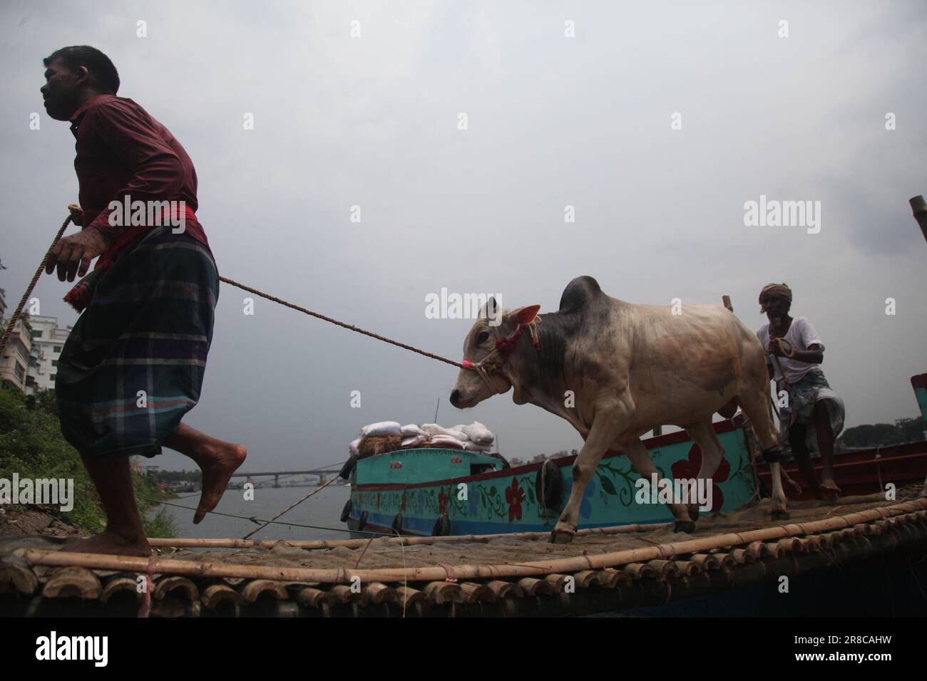 Dhaka Bangladesh 20jun2023 traders unloading a vessel of sacrificial animals for the upcoming ...