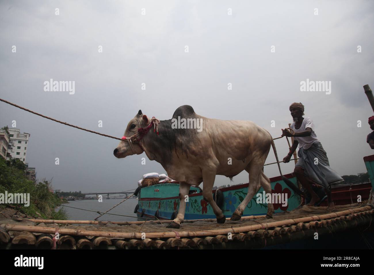 Dhaka Bangladesh 20jun2023 traders unloading a vessel of sacrificial animals for the upcoming ...