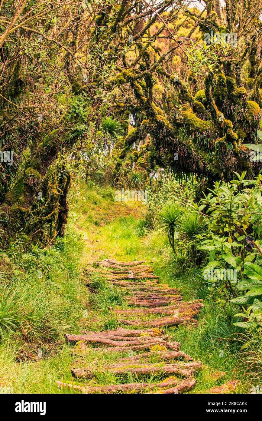 Gorilla forest exploration trail hi-res stock photography and images ...