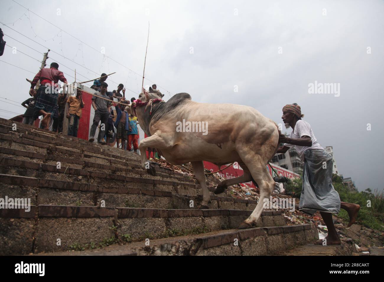 Bangladeshi traders unloading a vessel of sacrificial animals fo hi-res ...