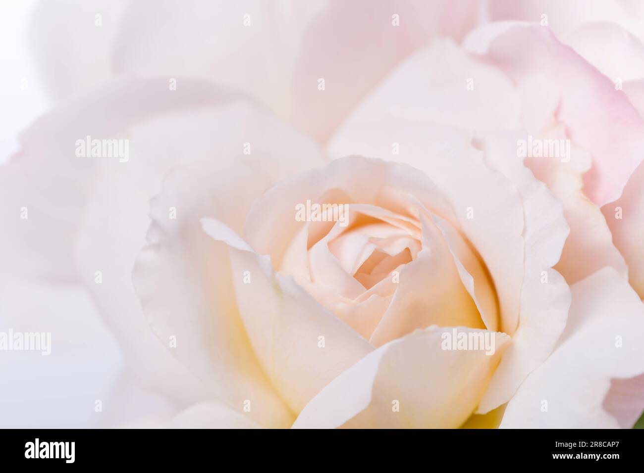 Beautiful aromatic fresh blossoming tender pink rose texture, close up ...